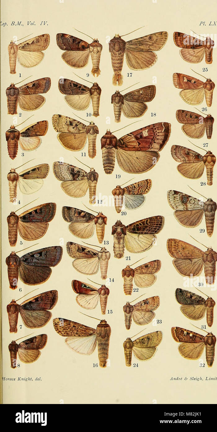 This 1903 catalogue focuses on the Lepidoptera PhalÃ¦n, a category of ...