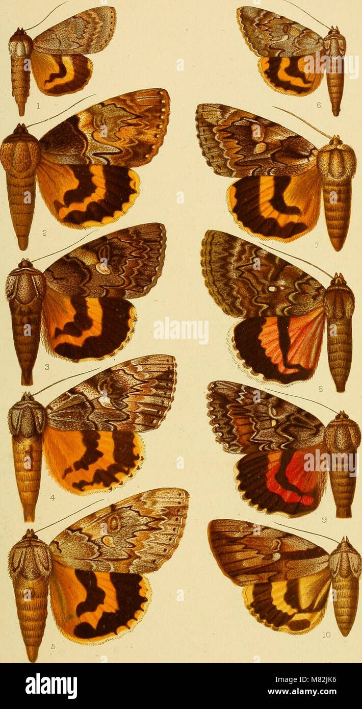 The 1913 catalogue of the Lepidoptera PhalÃ¦nÃ¦ in the British Museum ...