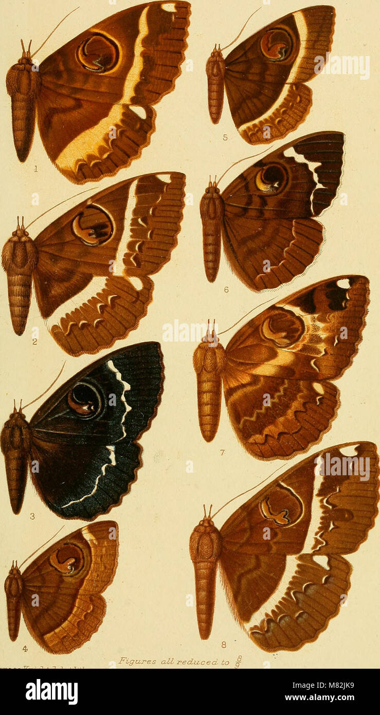 This 1913 catalogue lists the Lepidoptera PhalÃ¦nÃ¦ (moths) in the ...