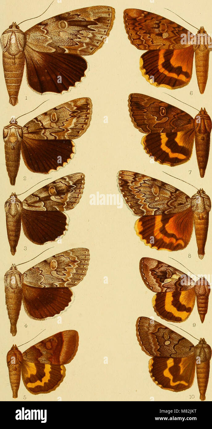 This 1913 catalogue provides a comprehensive listing of the Lepidoptera ...