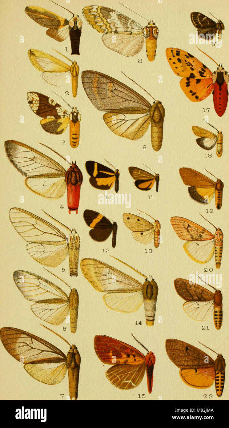 The *Catalogue of the Lepidoptera PhalÃ¦n* (1915) is a detailed ...