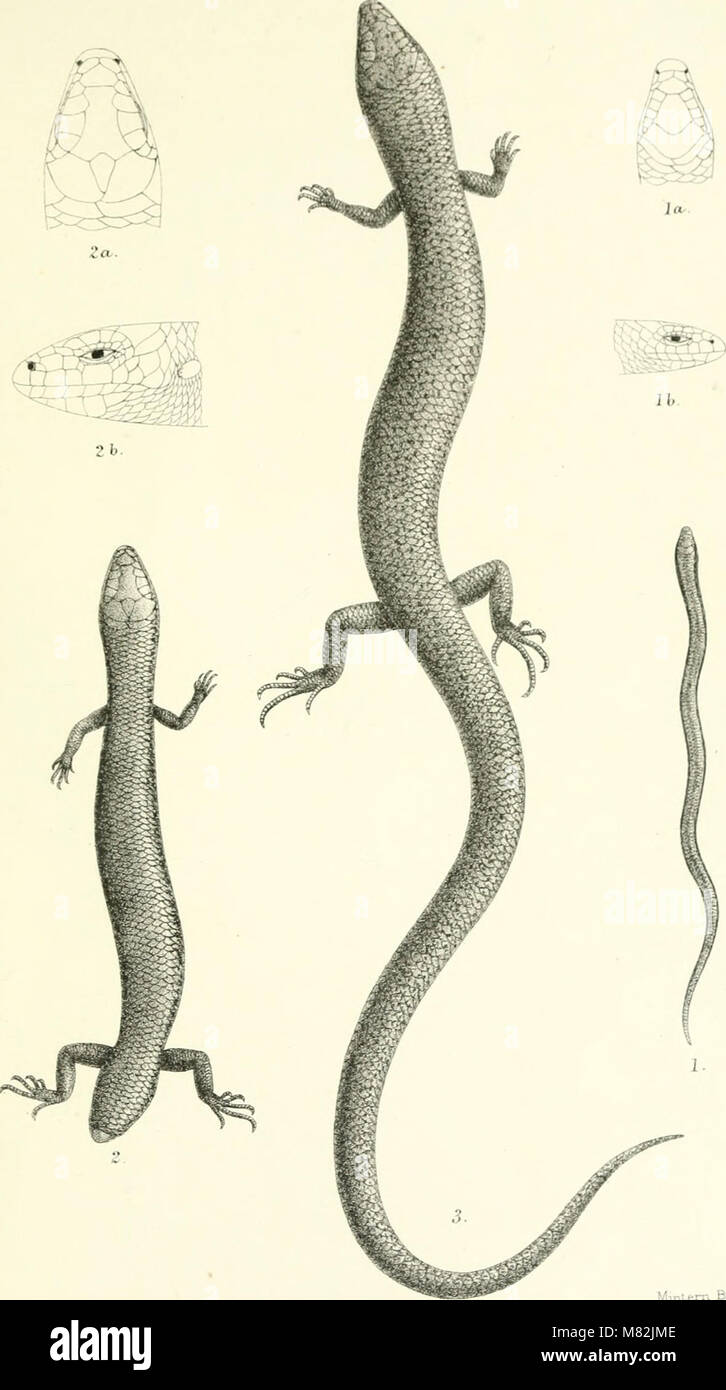 Lizards physical characteristics hi-res stock photography and images ...