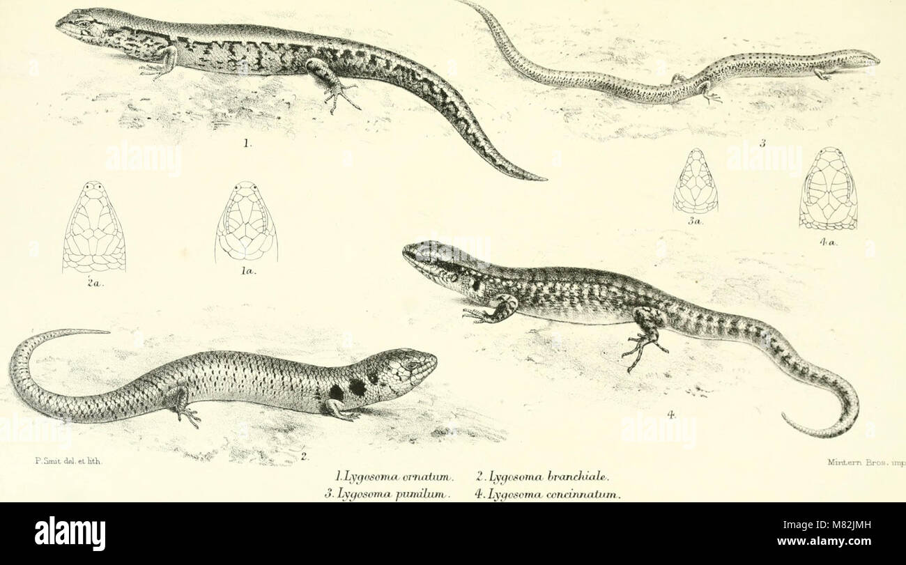 The second edition (1885-1887) of the Catalogue of Lizards in the ...