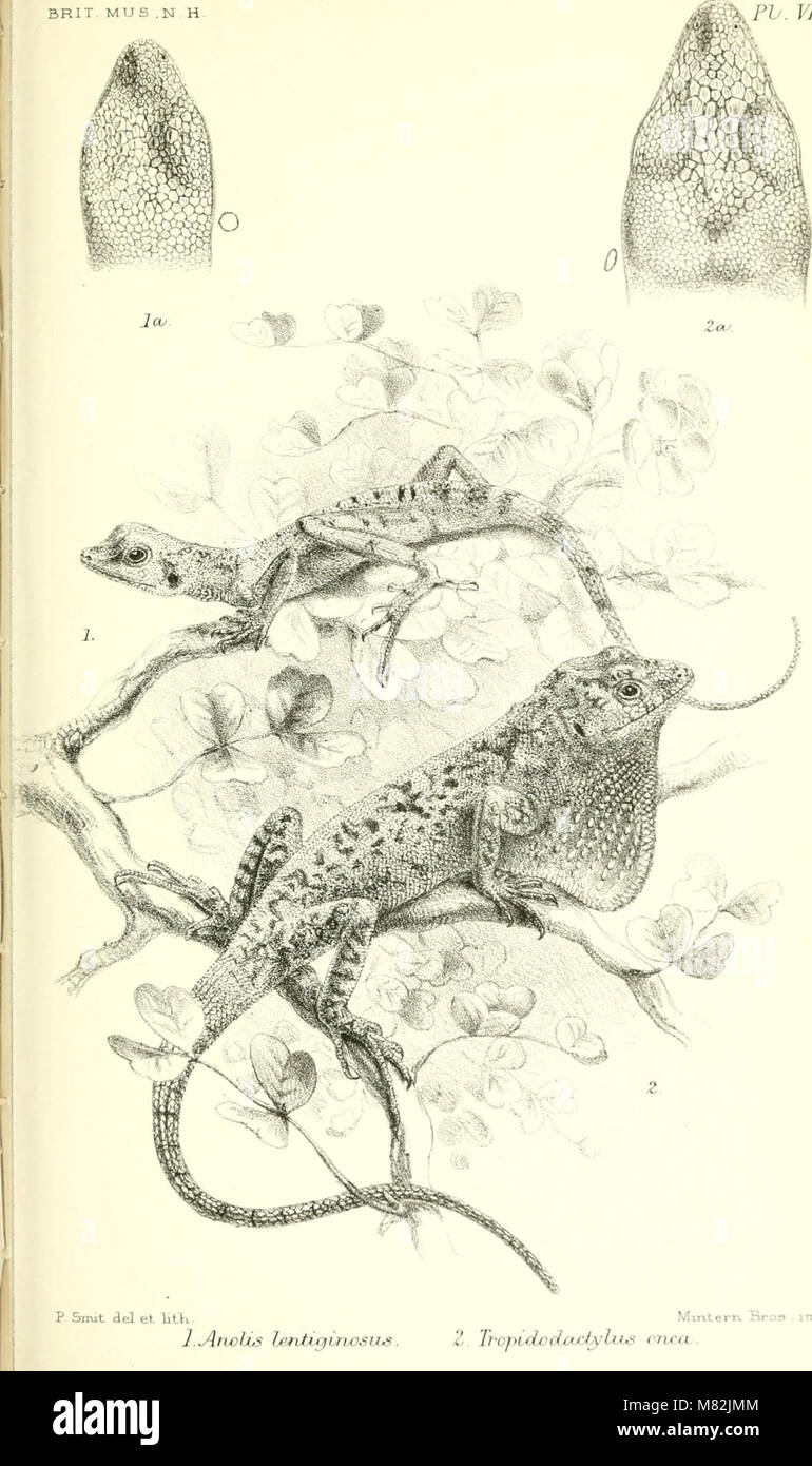 *Catalogue of the Lizards in the British Museum (Natural History ...