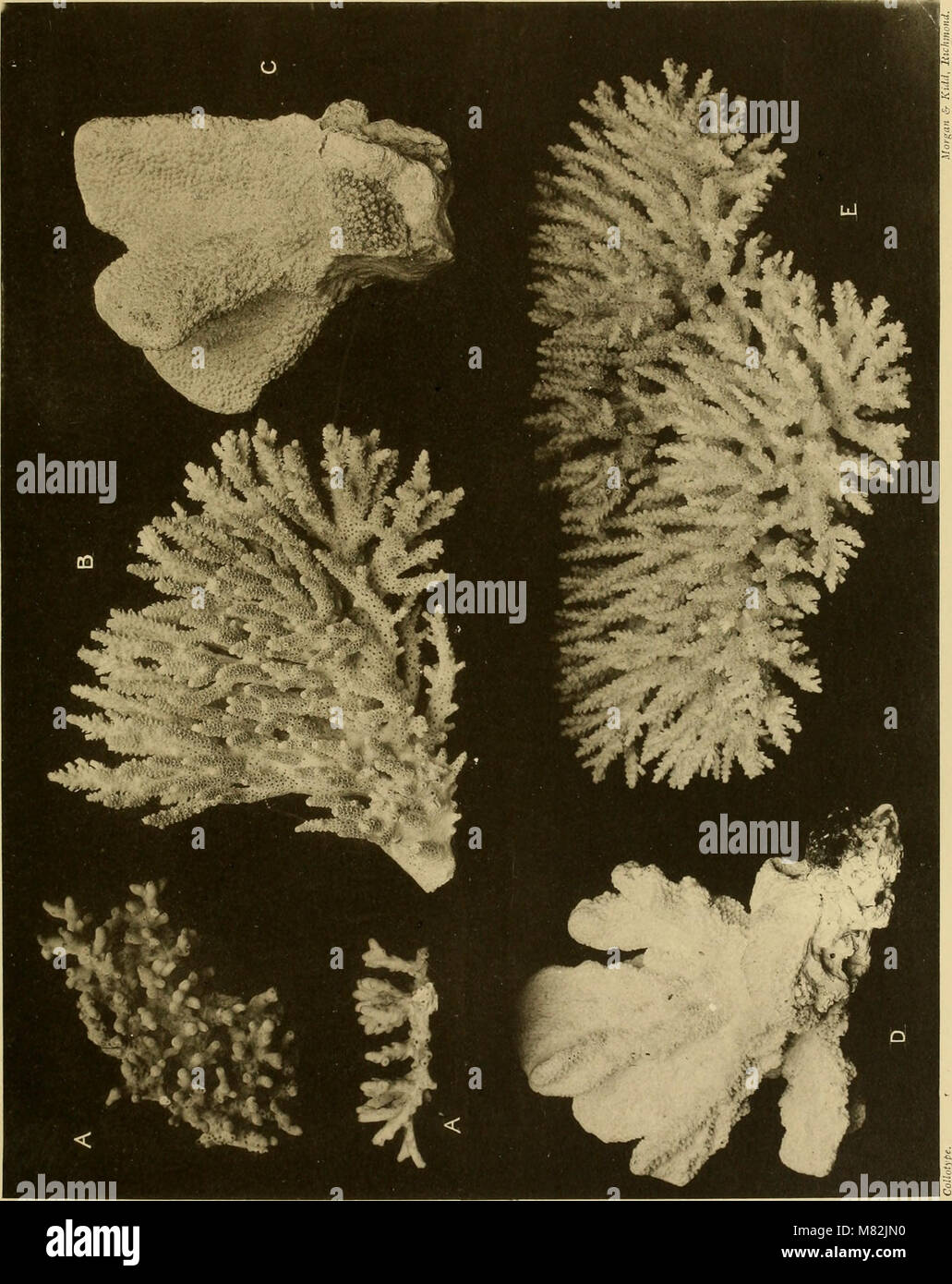 Focus on taxonomic classification hi-res stock photography and images ...
