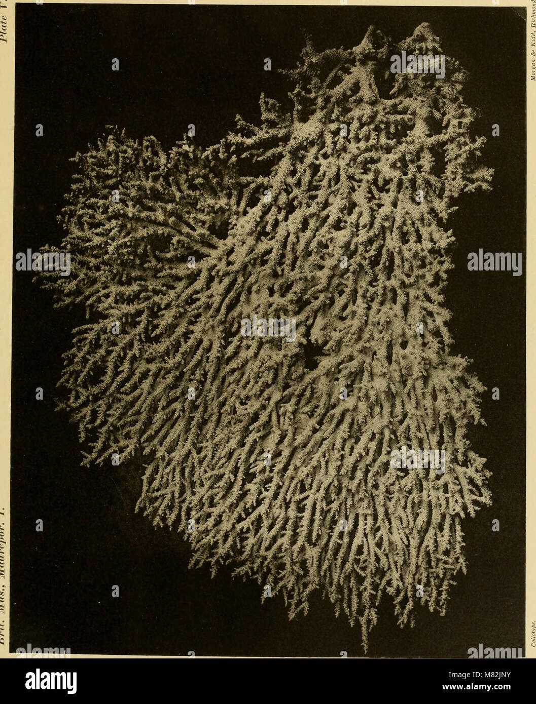 Types of corals hi-res stock photography and images - Alamy