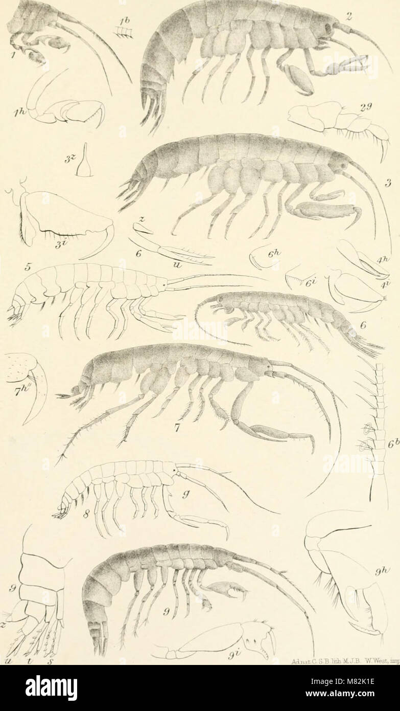 Catalogue of the specimens of amphipodous Crustacea in the collection ...