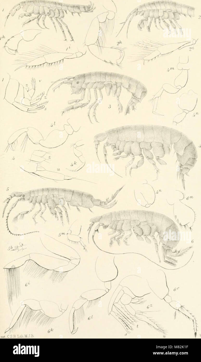 This catalogue, published in 1862 by C. Spence Bate, lists the amphipod ...