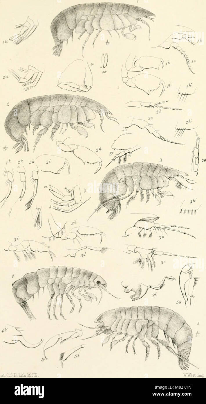 Catalogue of the specimens of amphipodous Crustacea in the collection ...