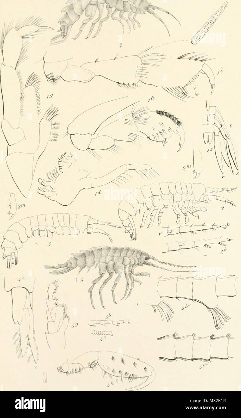 This 1862 catalogue provides a comprehensive list of amphipodous ...