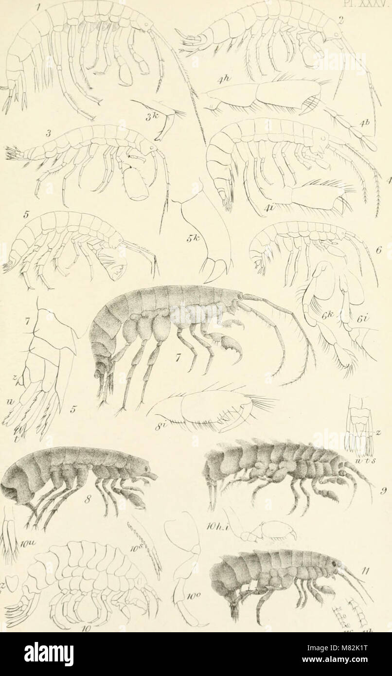 This catalog documents the amphipod crustacean specimens in the British ...