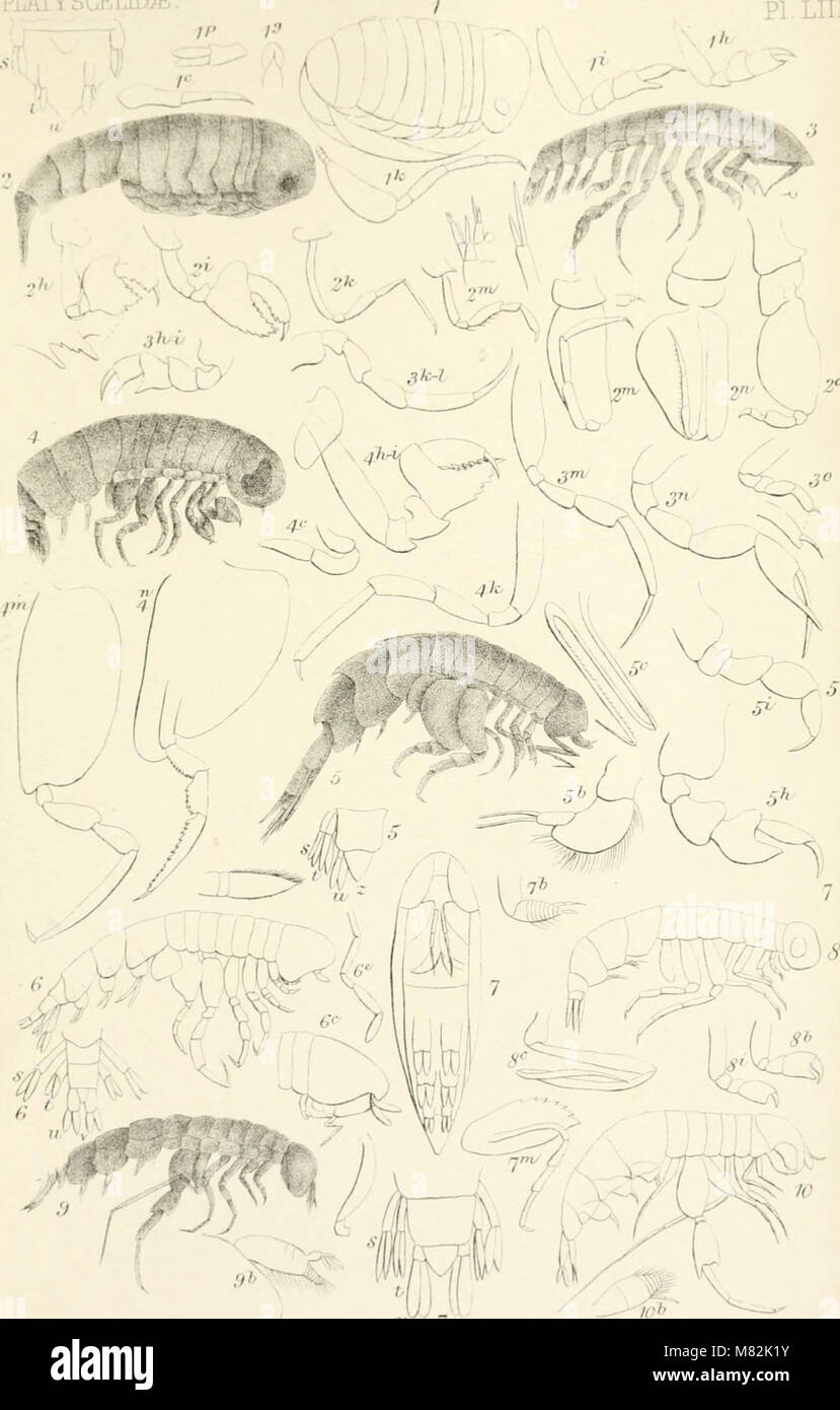 Catalogue of the specimens of amphipodous Crustacea in the collection ...