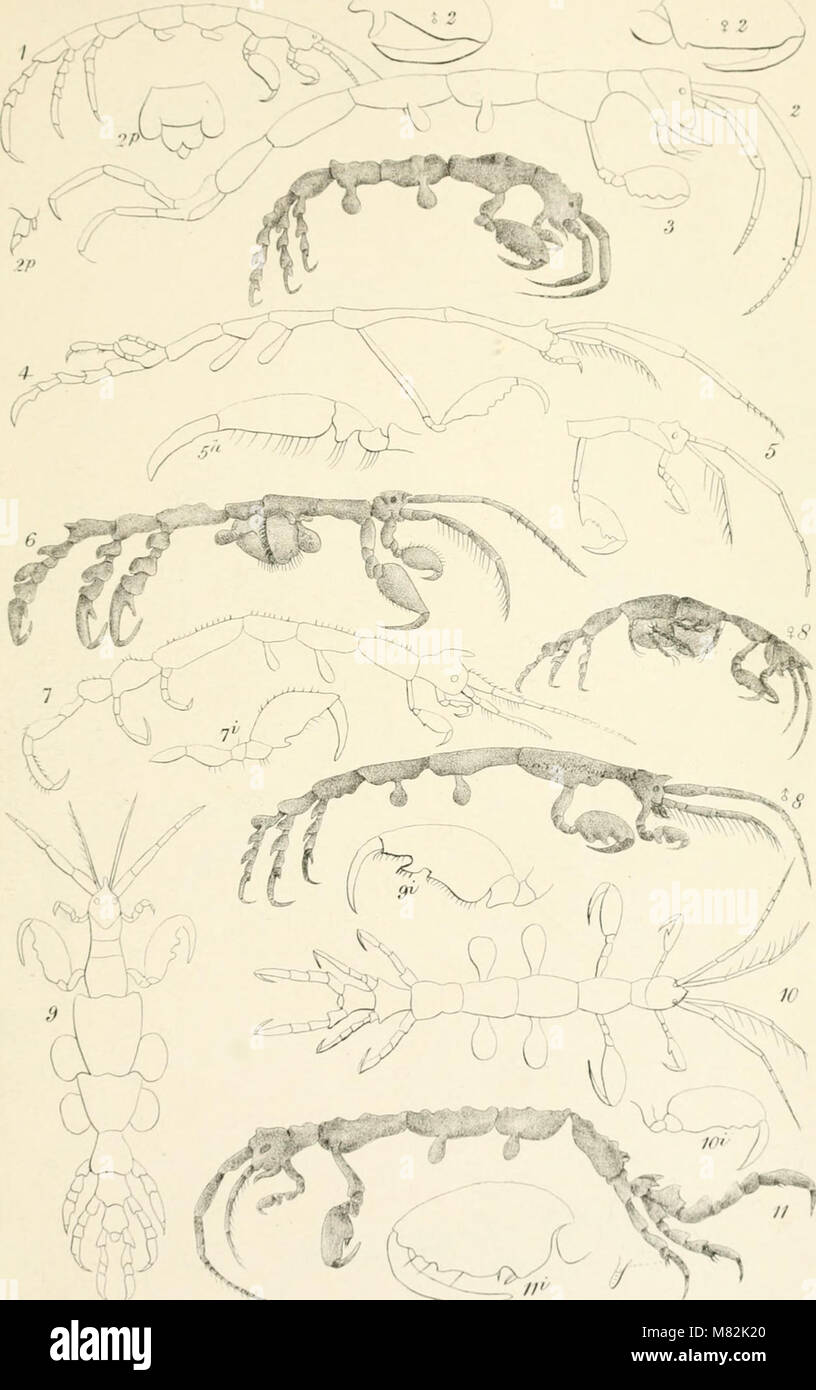 Catalogue of the specimens of amphipodous Crustacea in the collection ...
