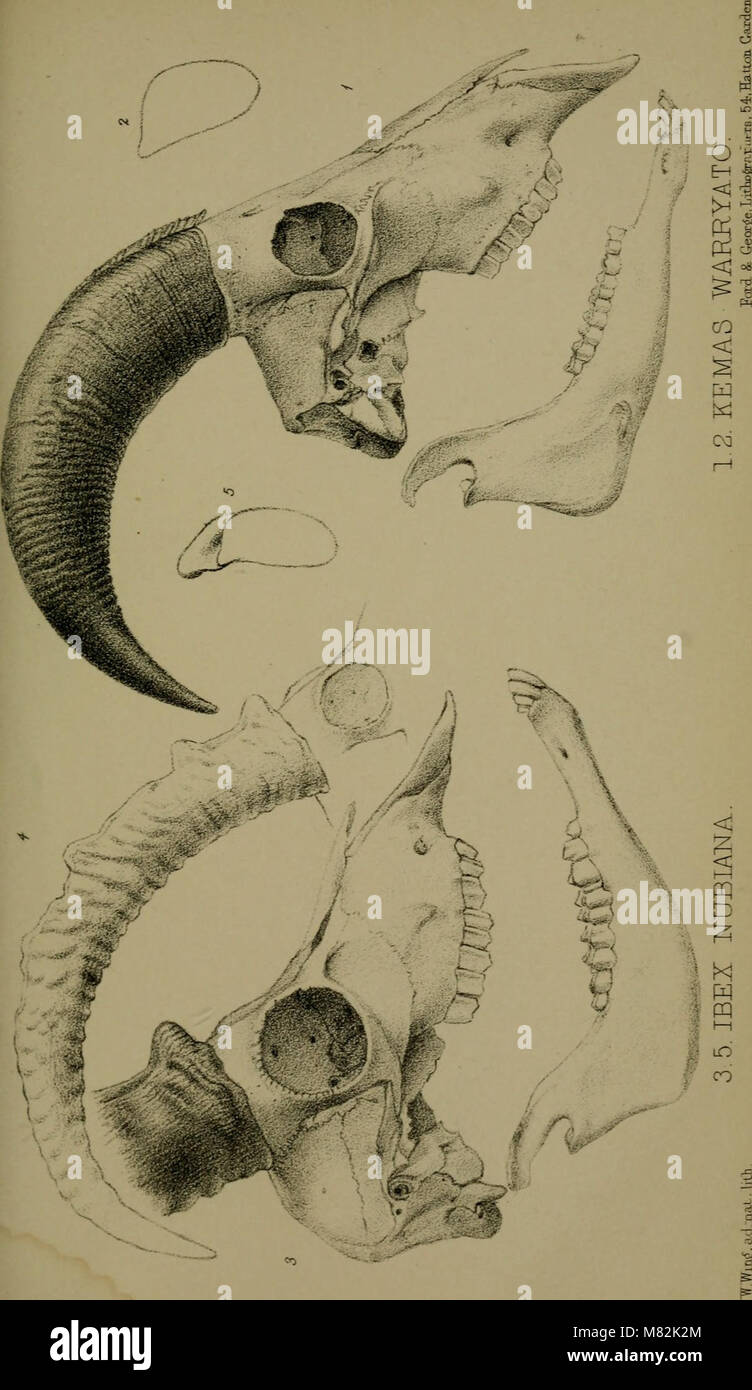 This catalogue provides a detailed list of mammal specimens housed at ...