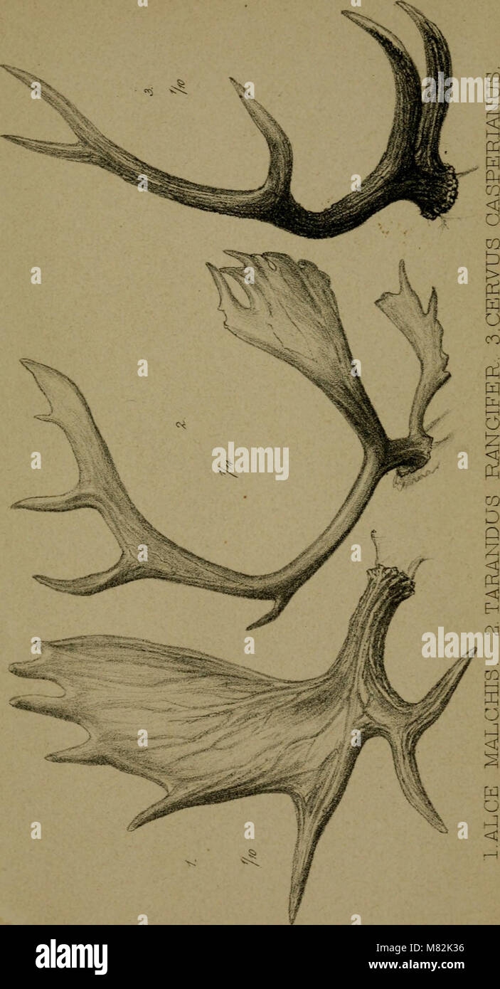 The catalogue details the mammalian specimens in the British Museum's ...