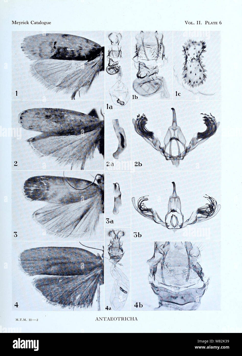 Catalogue of the types specimens of Microlepidoptera in the British ...