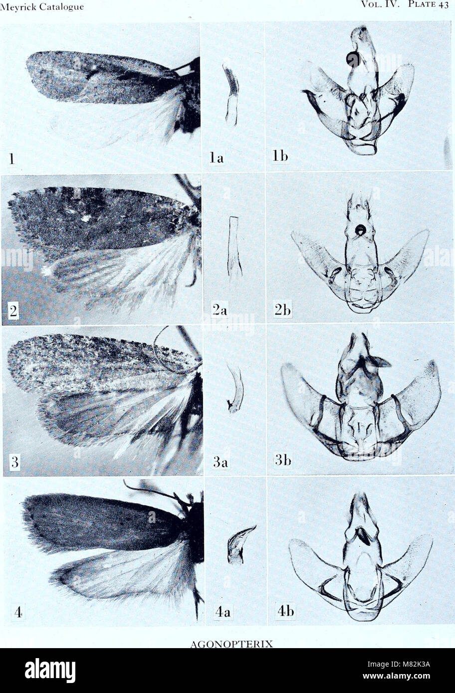 Catalogue of the types specimens of Microlepidoptera in the British ...