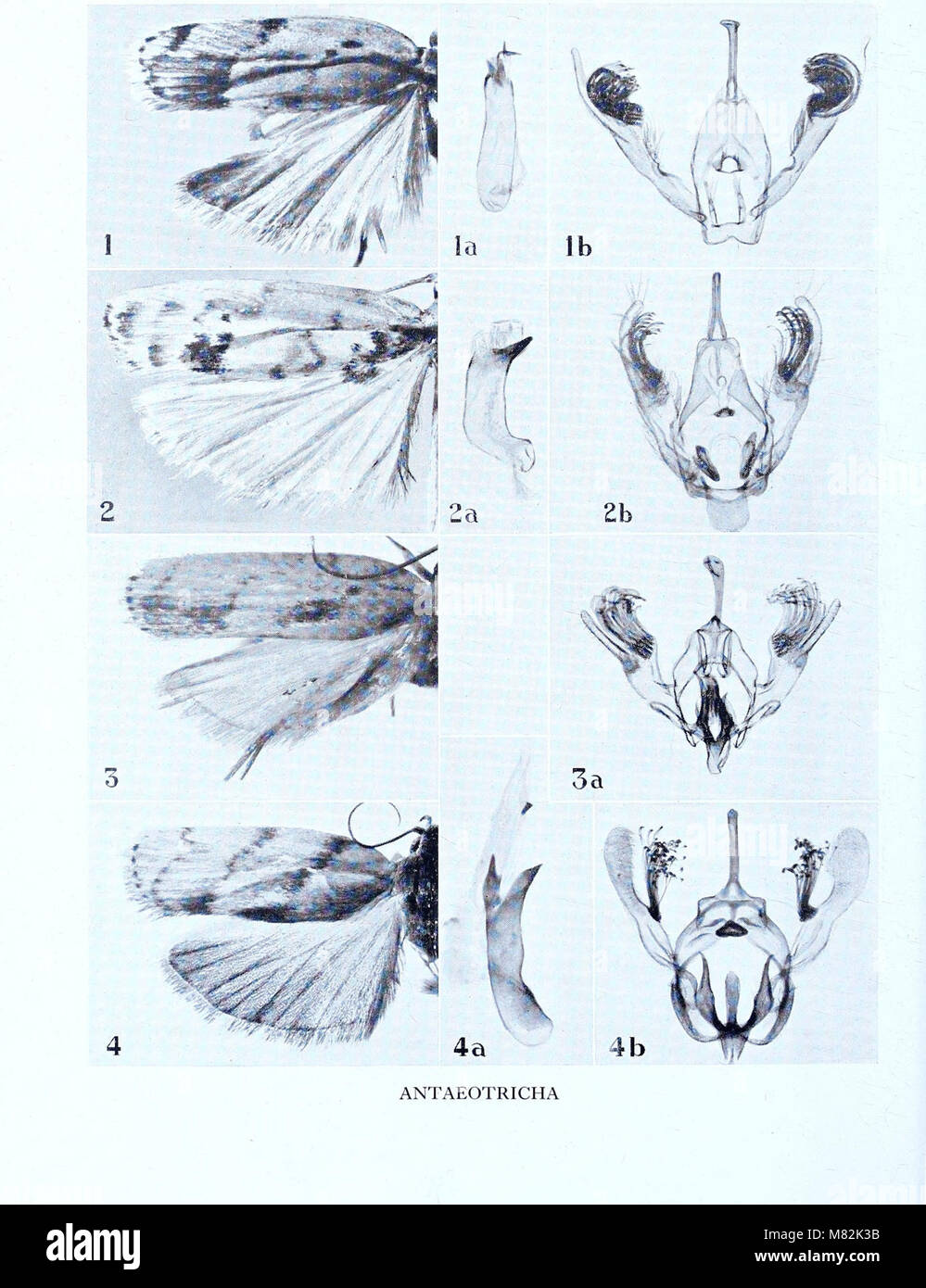 The 1955 catalogue documents the type specimens of Microlepidoptera, small moths and butterflies ...
