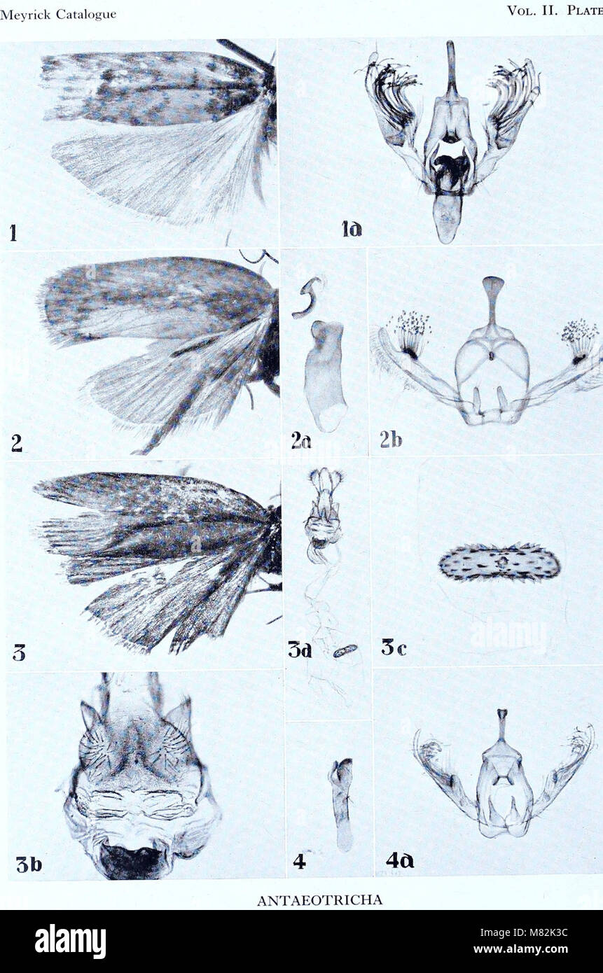Catalogue of the types specimens of Microlepidoptera in the British ...