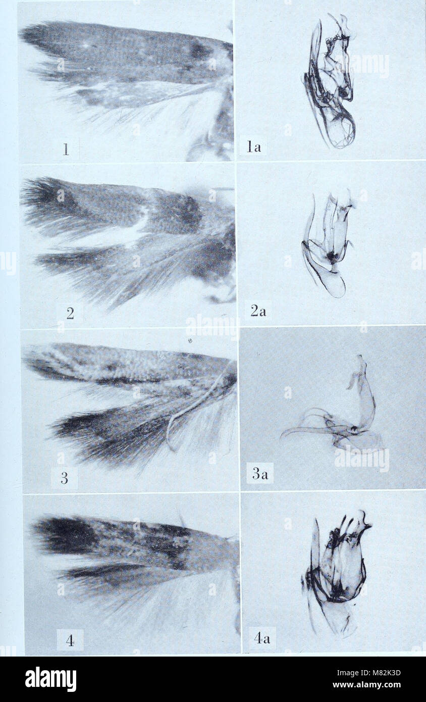 Catalogue of the types specimens of Microlepidoptera in the British ...