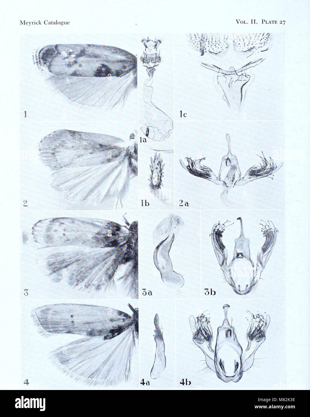 Catalogue of the types specimens of Microlepidoptera in the British ...