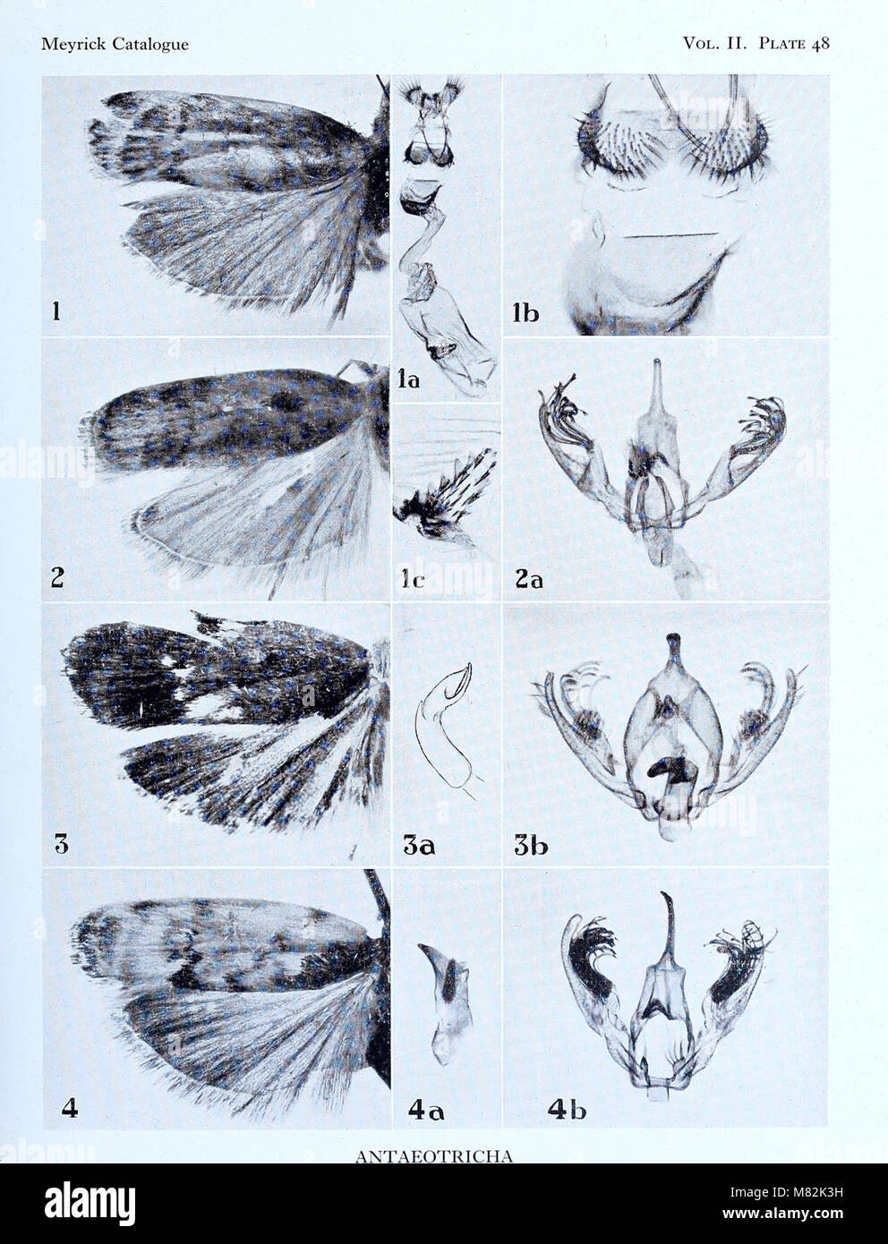 Catalogue of the types specimens of Microlepidoptera in the British ...