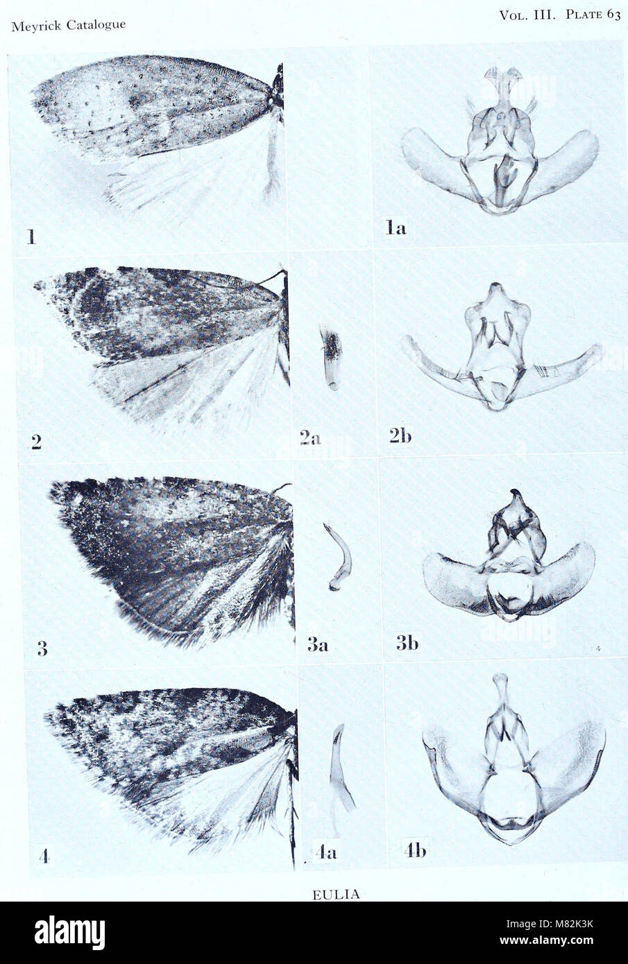 A catalogue detailing the type specimens of Microlepidoptera in the ...