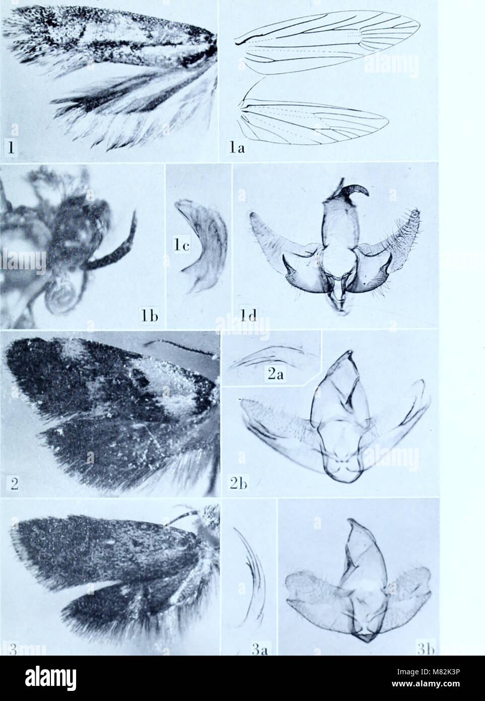Catalogue of the types specimens of Microlepidoptera in the British ...