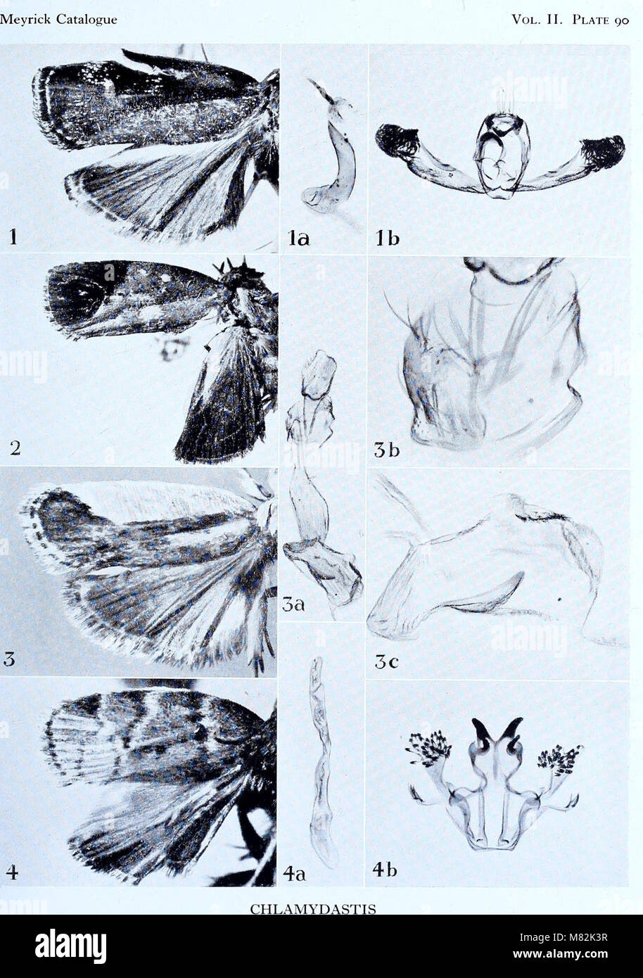 This 1955 catalogue lists the type specimens of Microlepidoptera ...