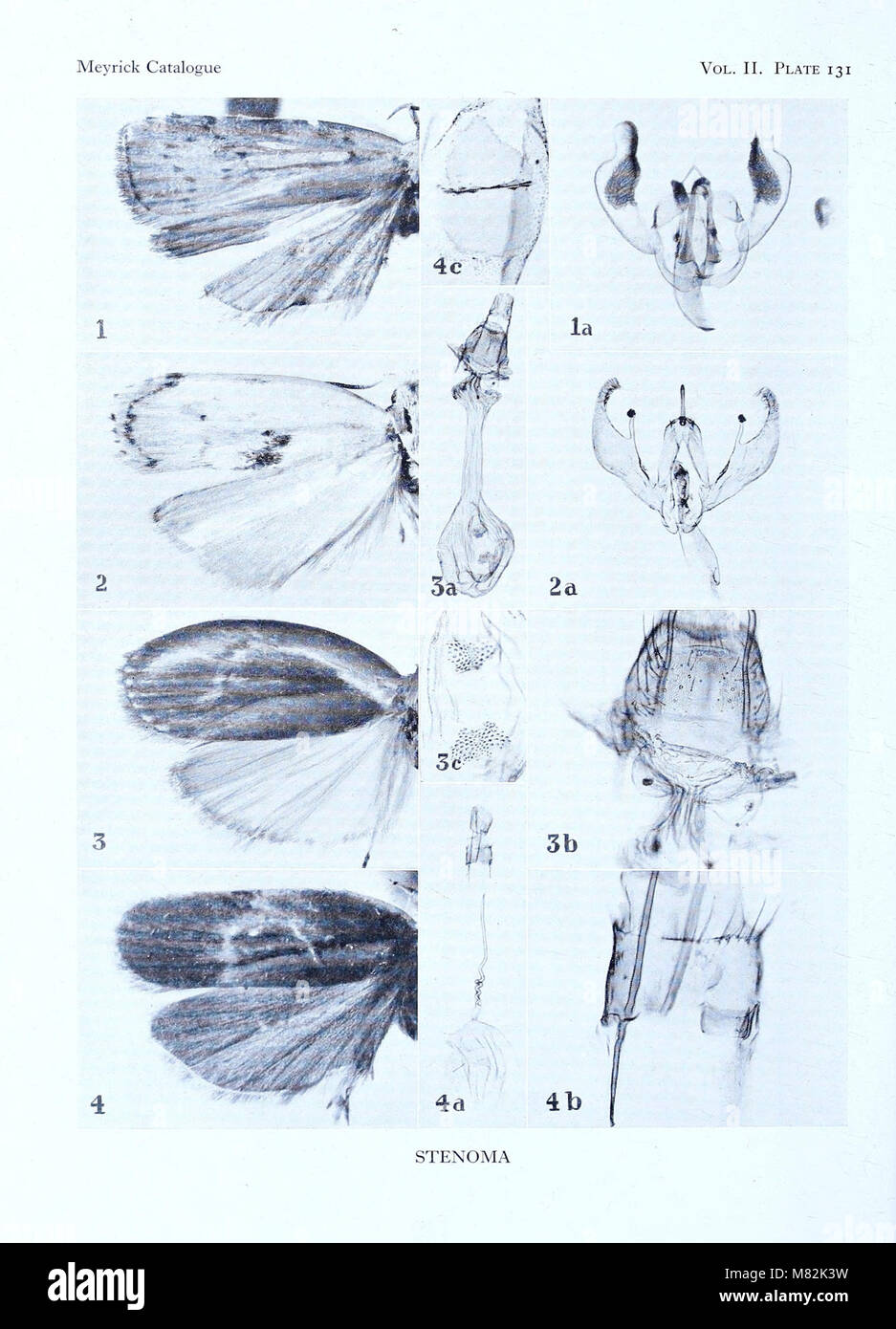 Catalogue of the types specimens of Microlepidoptera in the British Museum (Natural History ...