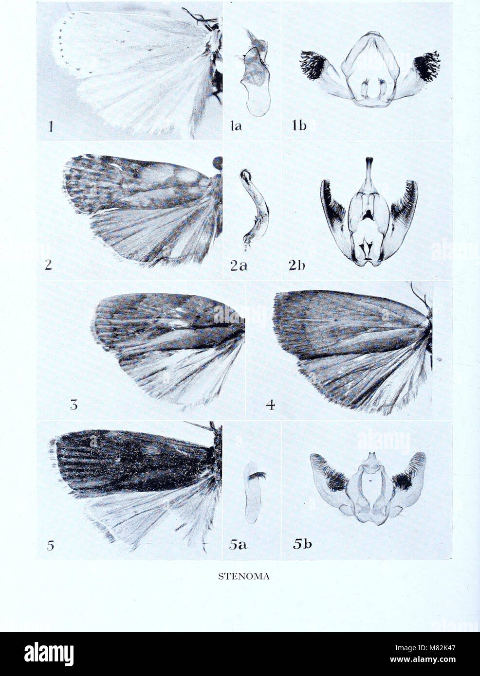 This catalogue, published in 1955, lists the type specimens of ...