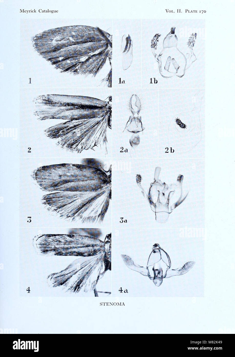 Catalogue of the types specimens of Microlepidoptera in the British ...