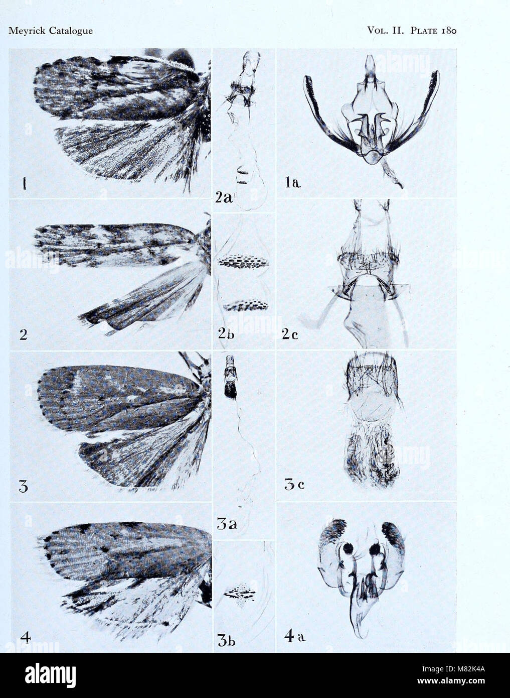 Catalogue of the types specimens of Microlepidoptera in the British ...