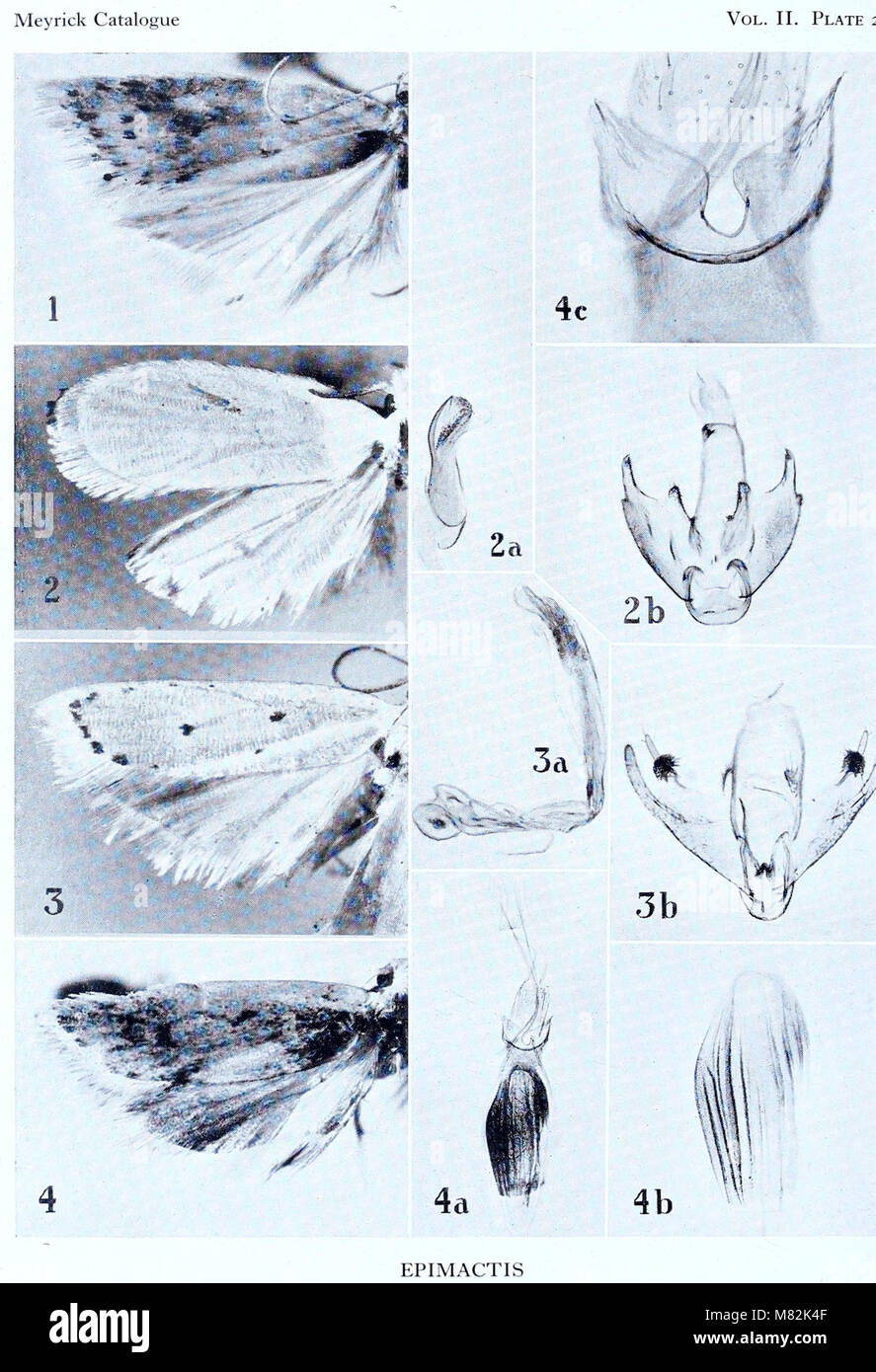 Microlepidoptera illustration hi-res stock photography and images - Alamy