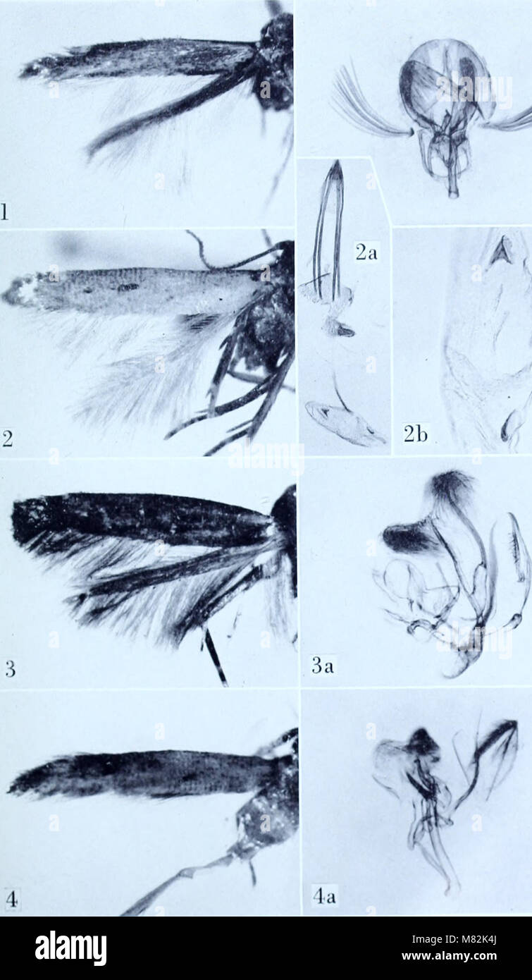 Catalogue of the types specimens of Microlepidoptera in the British ...