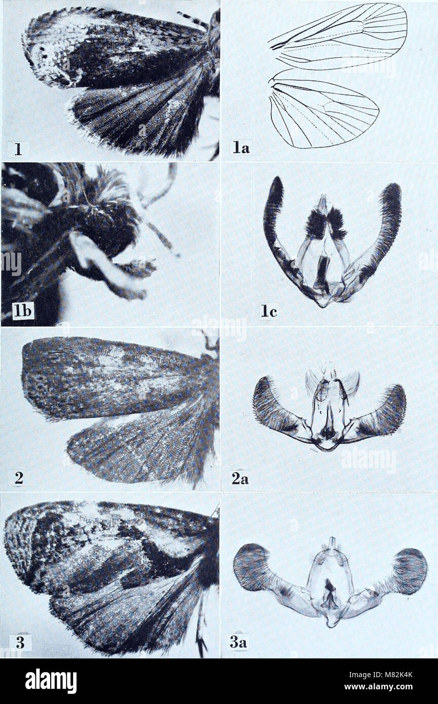 A catalogue listing the type specimens of Microlepidoptera described by ...