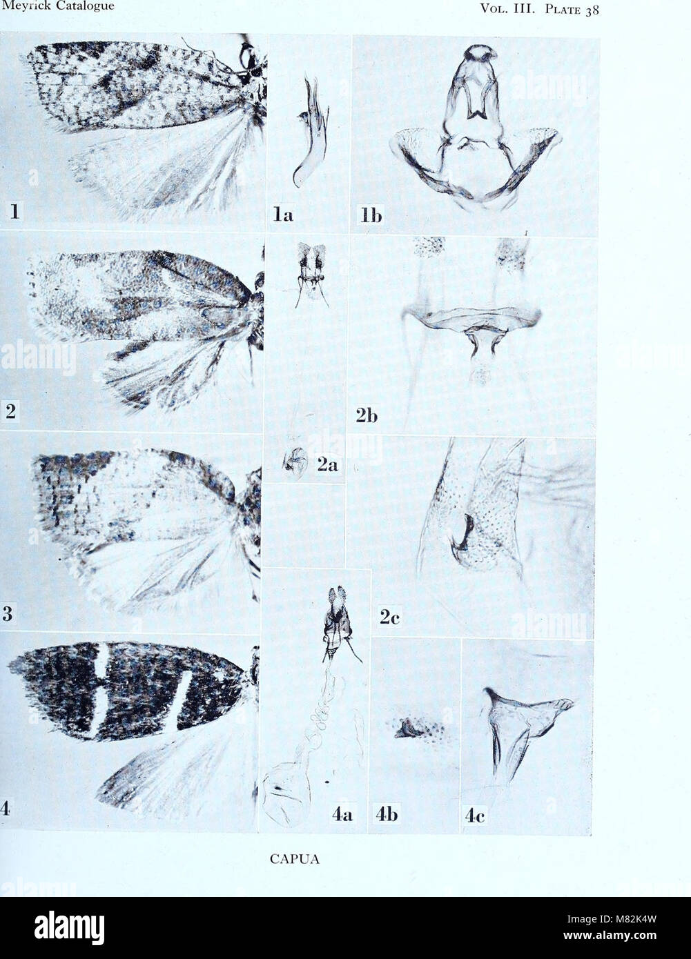 Microlepidoptera illustration hi-res stock photography and images - Alamy