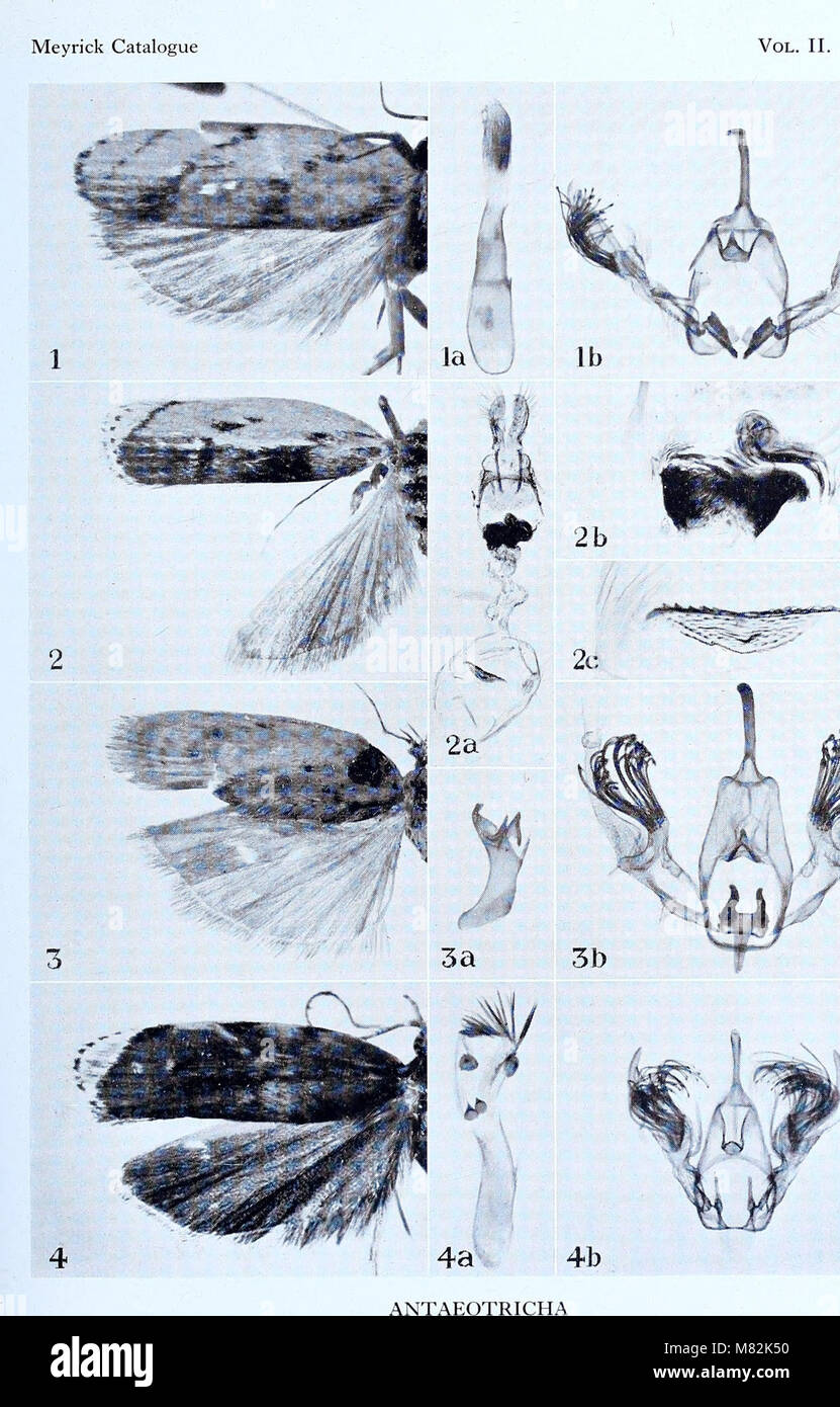 Catalogue of the types specimens of Microlepidoptera in the British Museum (Natural History ...