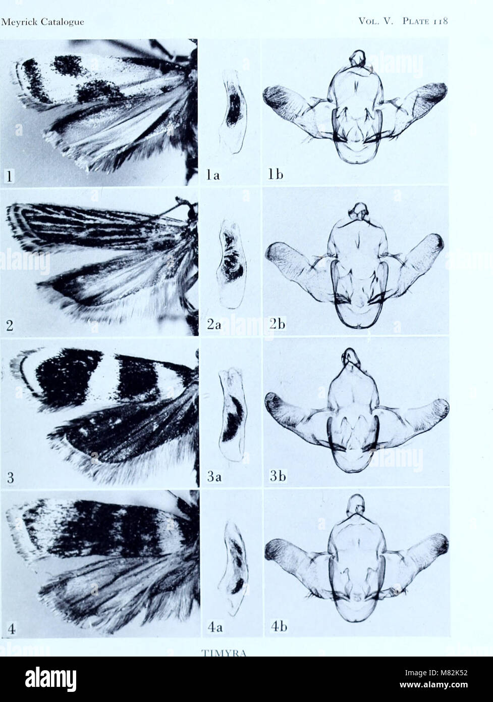 This catalogue details the type specimens of Microlepidoptera in the ...