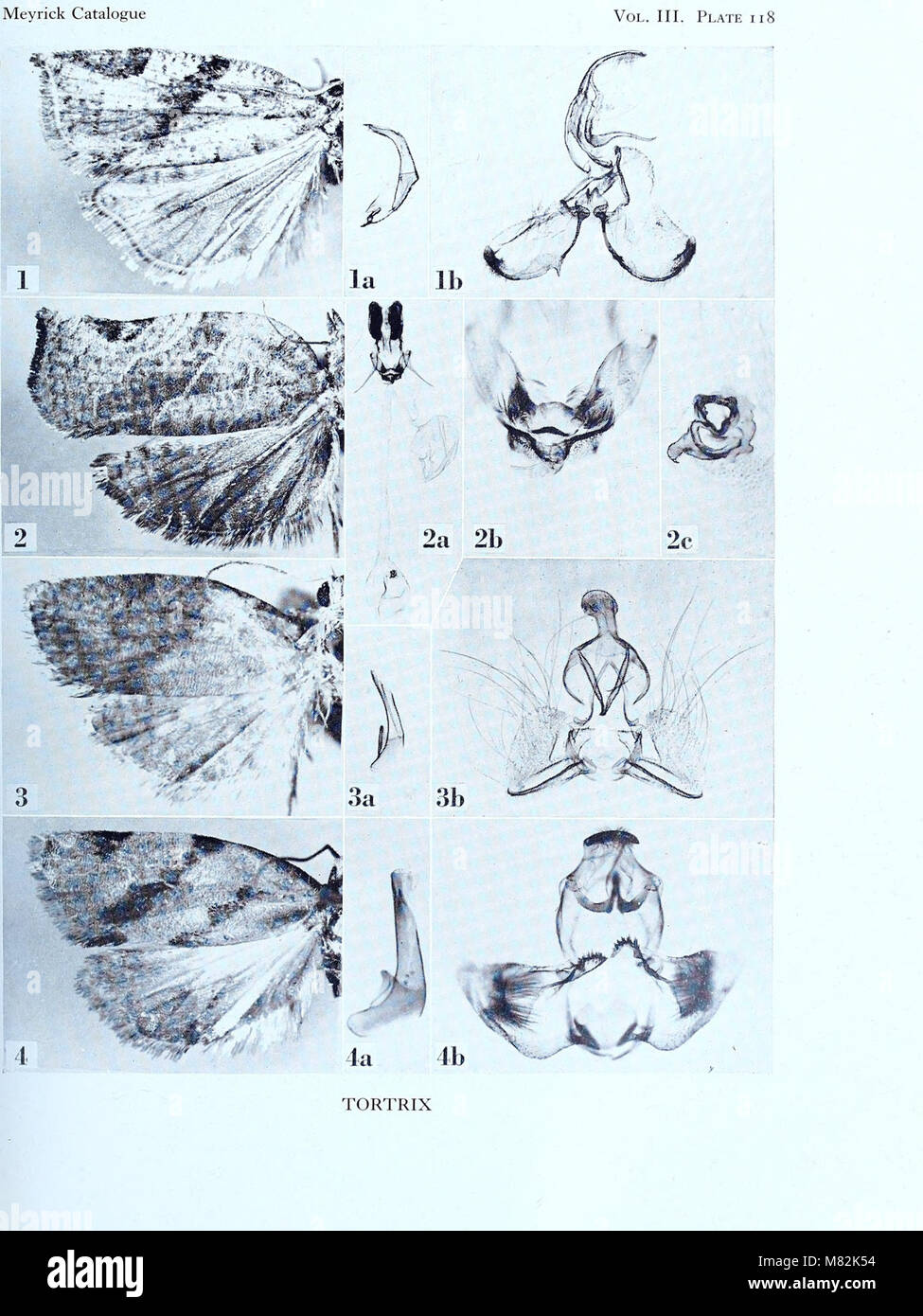 Catalogue of the types specimens of Microlepidoptera in the British Museum (Natural History ...