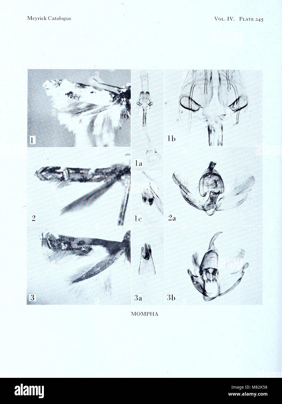 Microlepidoptera illustration hi-res stock photography and images - Alamy