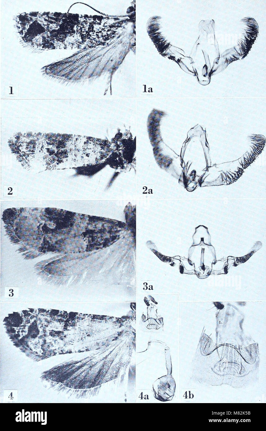 Microlepidoptera illustration hi-res stock photography and images - Alamy