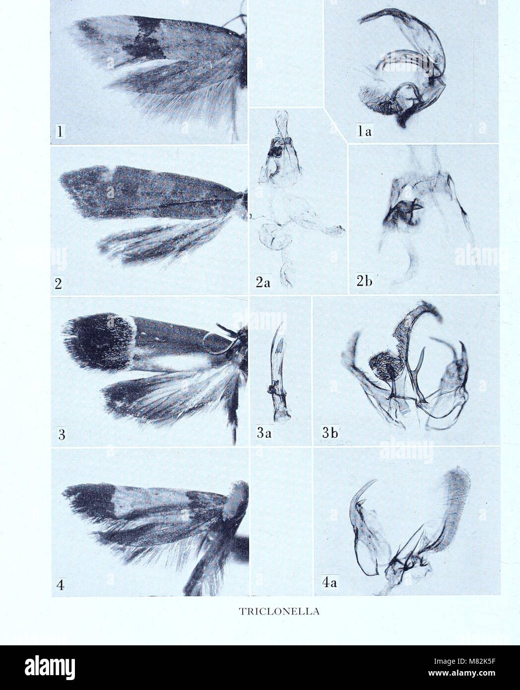 The 1955 catalogue details type specimens of Microlepidoptera in the ...
