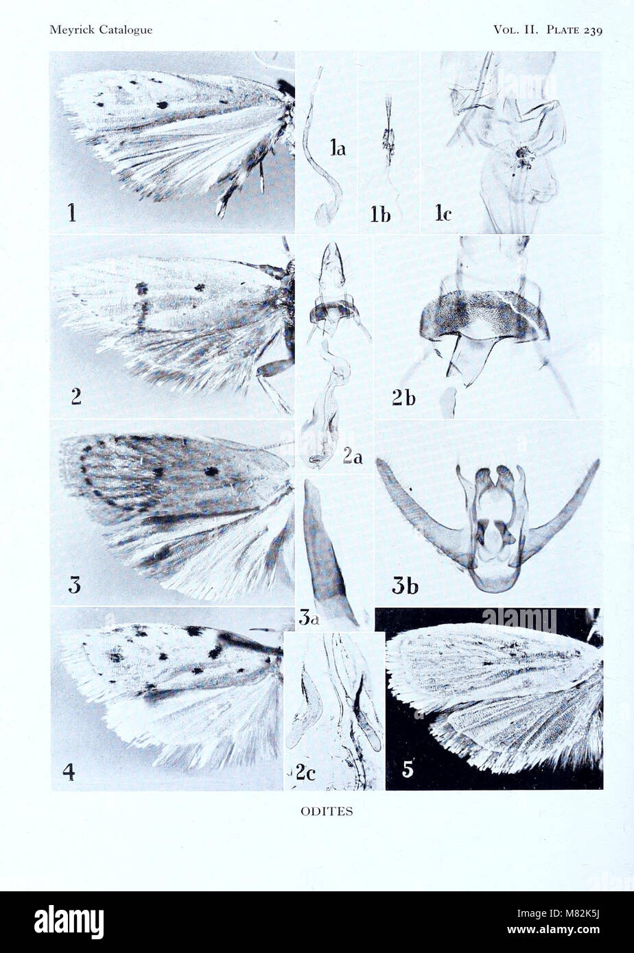 Microlepidoptera illustration hi-res stock photography and images - Alamy