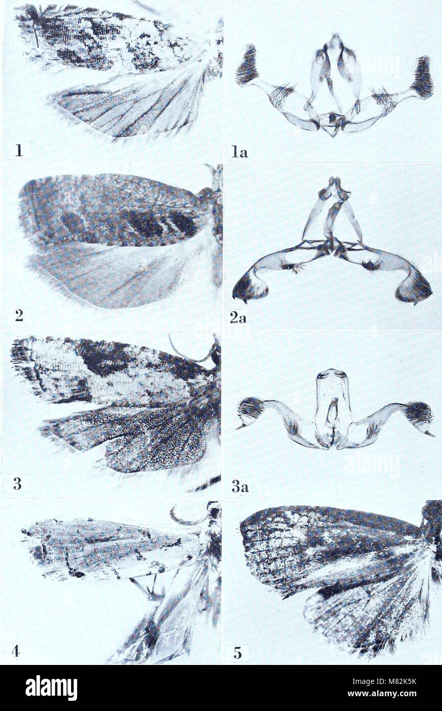 Catalogue of the types specimens of Microlepidoptera in the British ...