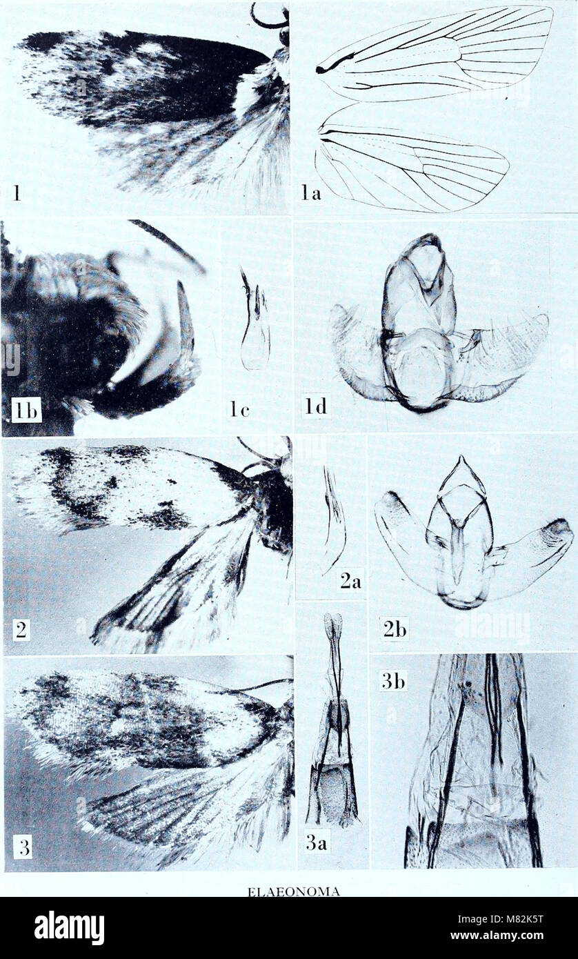 This 1955 catalogue lists the type specimens of Microlepidoptera in the ...