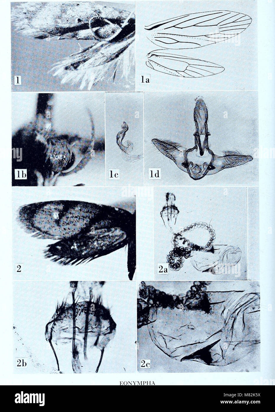 Catalogue of the types specimens of Microlepidoptera in the British ...