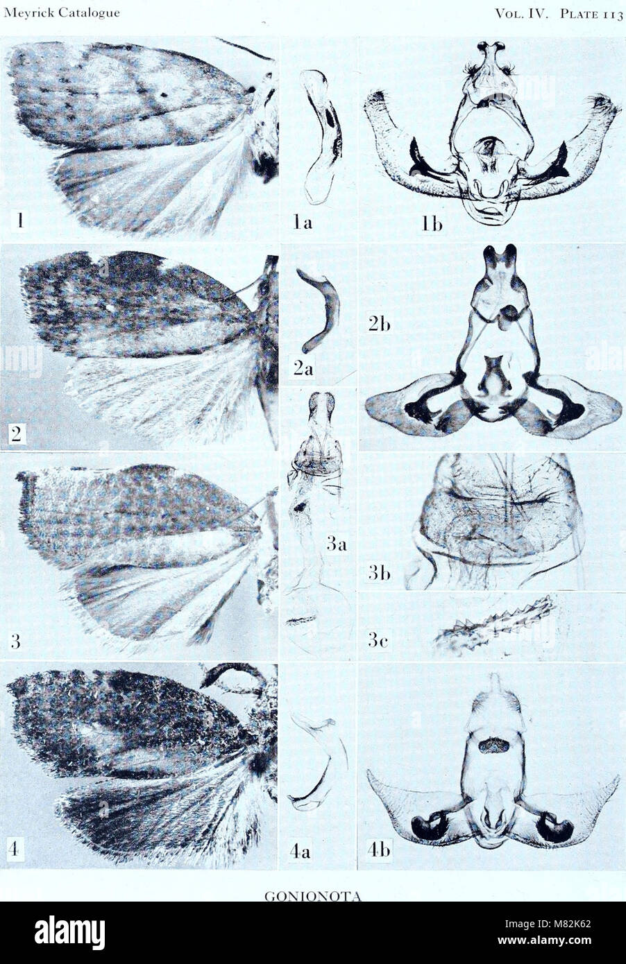 Catalogue of the types specimens of Microlepidoptera in the British ...