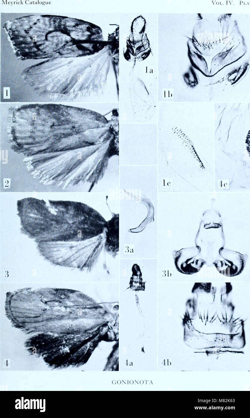 Catalogue of the types specimens of Microlepidoptera in the British Museum (Natural History ...