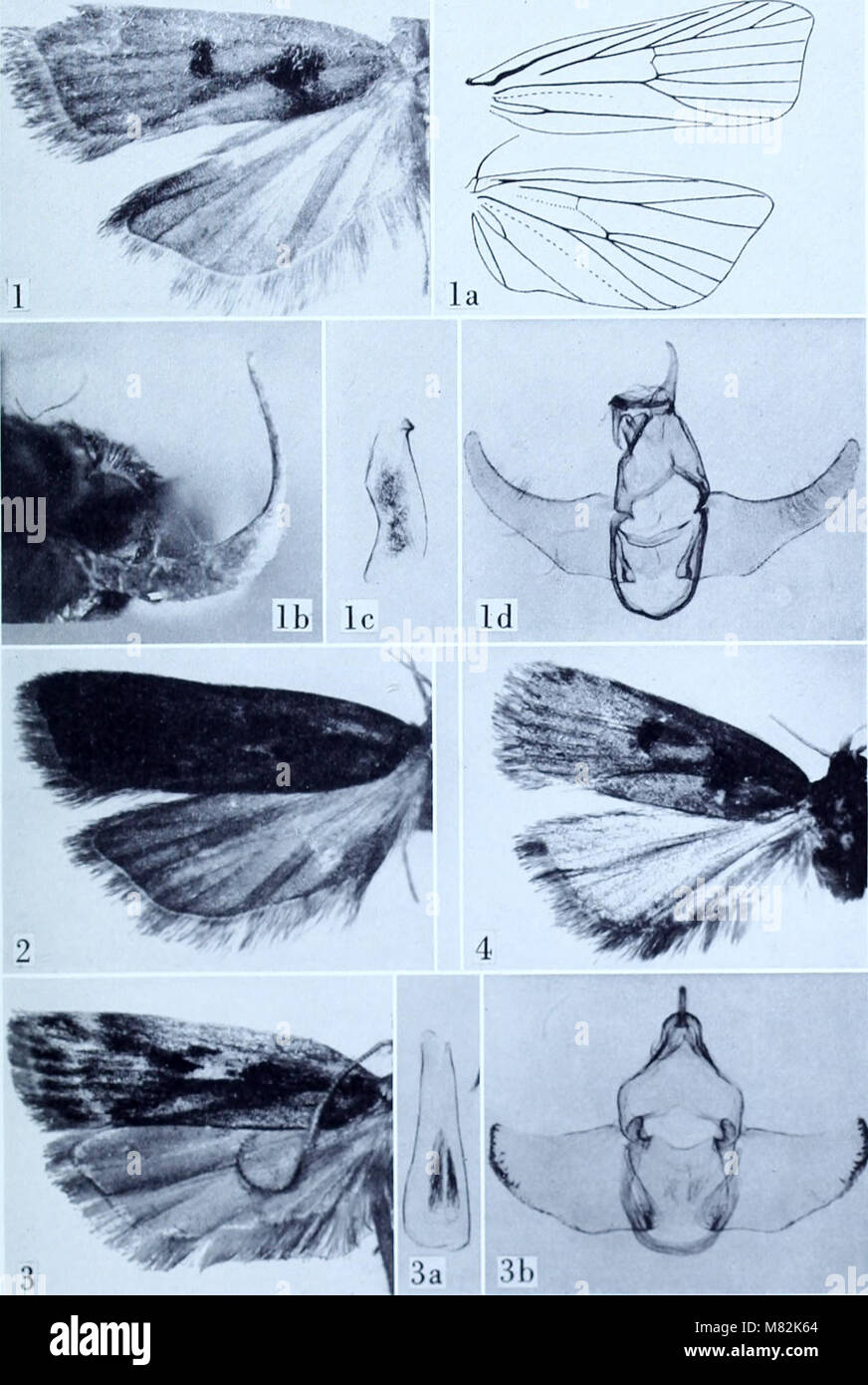 This 1955 catalogue provides a detailed record of type specimens of ...